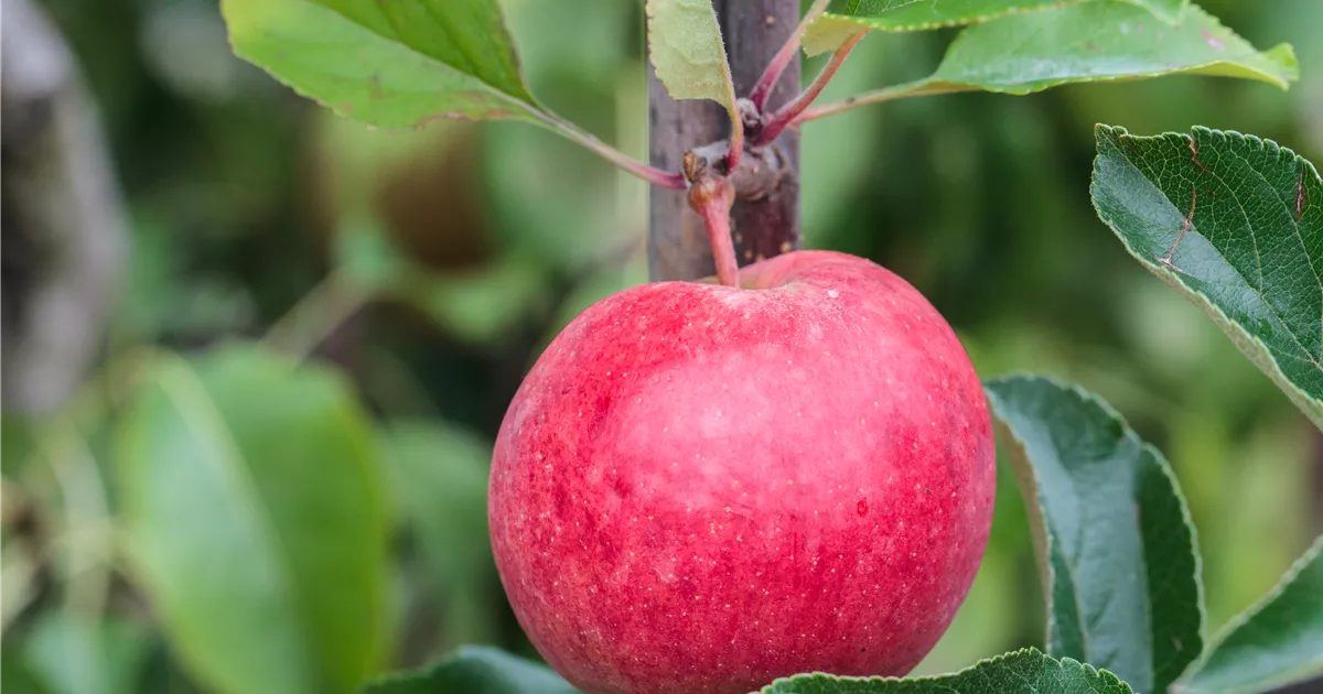 Malus domestica ROYAL GALA (R) ('Tenroy'), Apfel ROYAL GALA (R ...