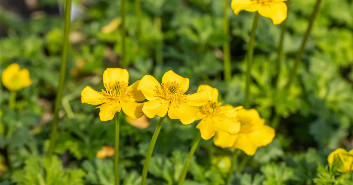 Trollius pumilus, Trolle - Pflanzen für unsere Gärten