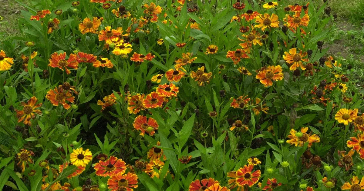 Helenium 'Waltraut', Sonnenbraut - Pflanzen für unsere Gärten