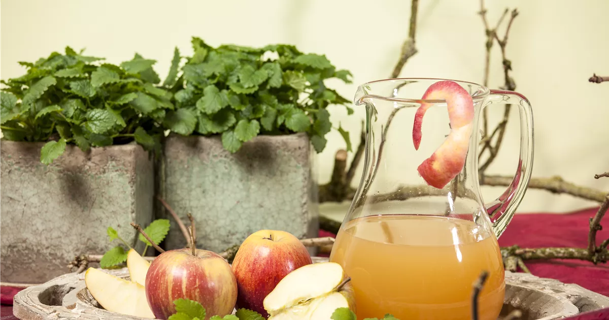 Malus domestica RUBINETTE (R) ('Rafzubin' PBR), Apfel RUBINETTE (R ...